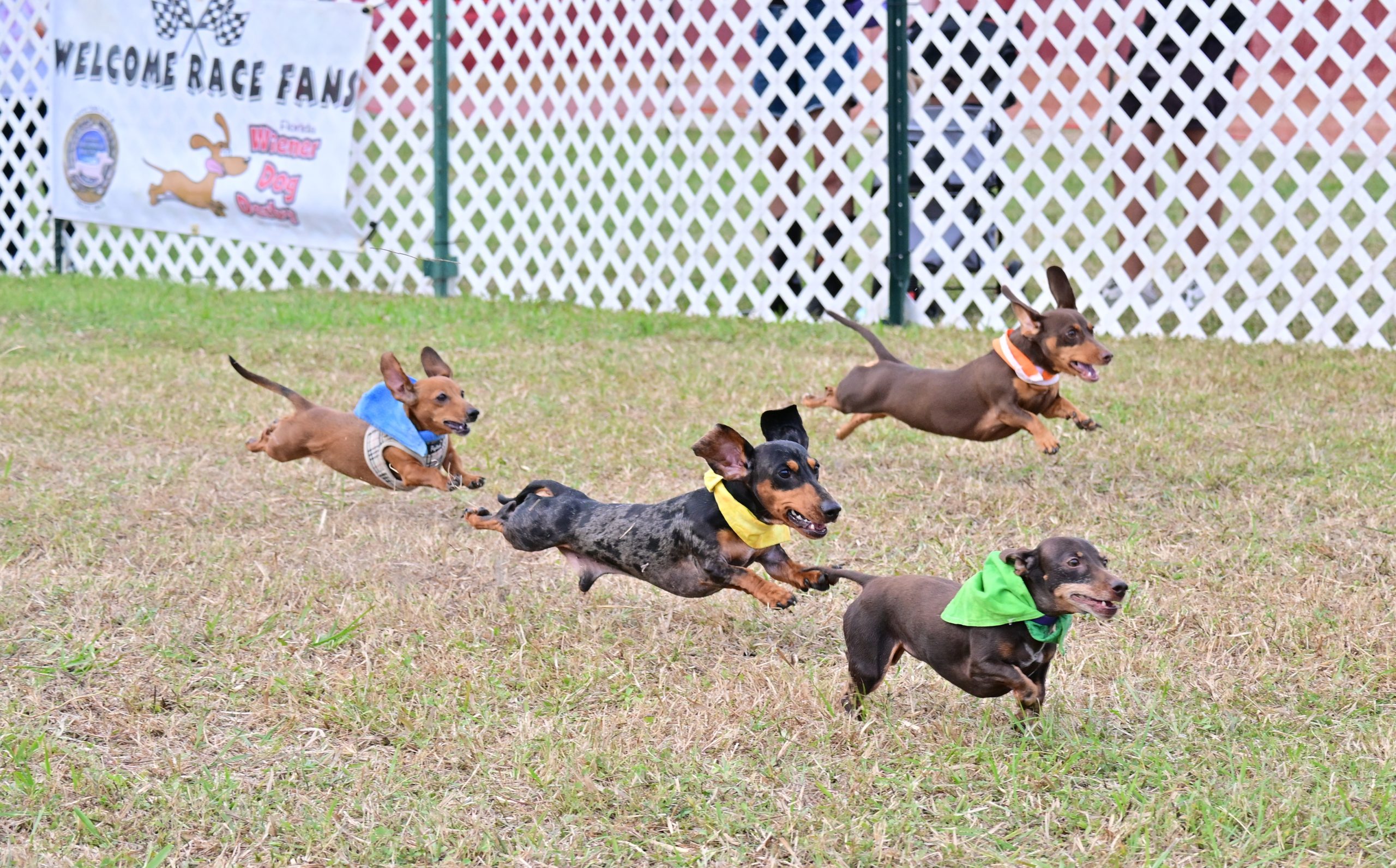Wiener Dog Derby, Concrete Campfire, and all the best Tampa Bay events ...